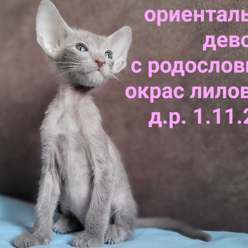 Ориентальный котёнок