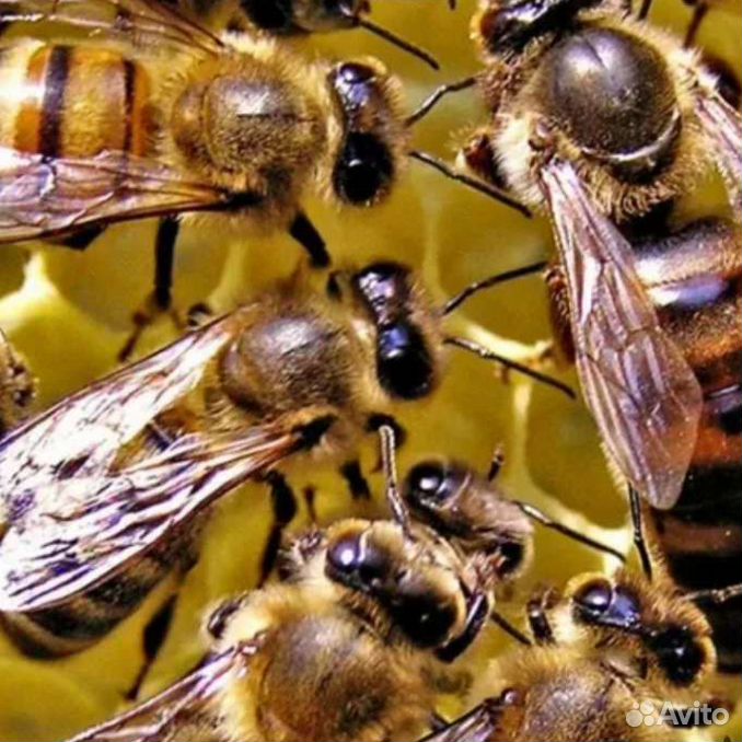 Пчелы карпатка
