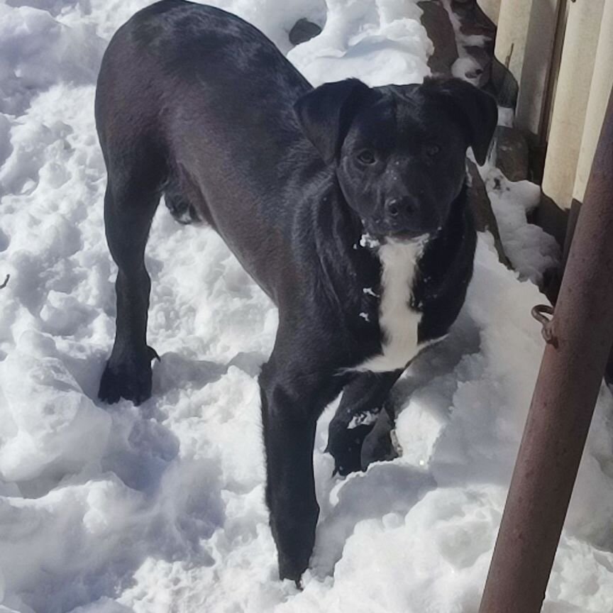 Отдаем в добрые руки