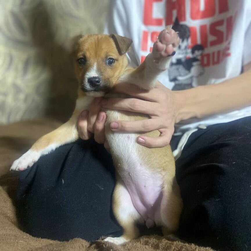 Щенок метис Ам.стаффини