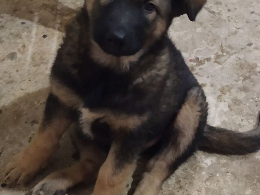 Щенок в добрые руки