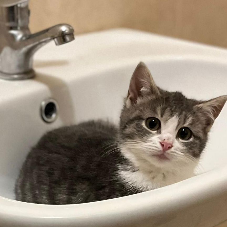 Котёнок в добрые руки