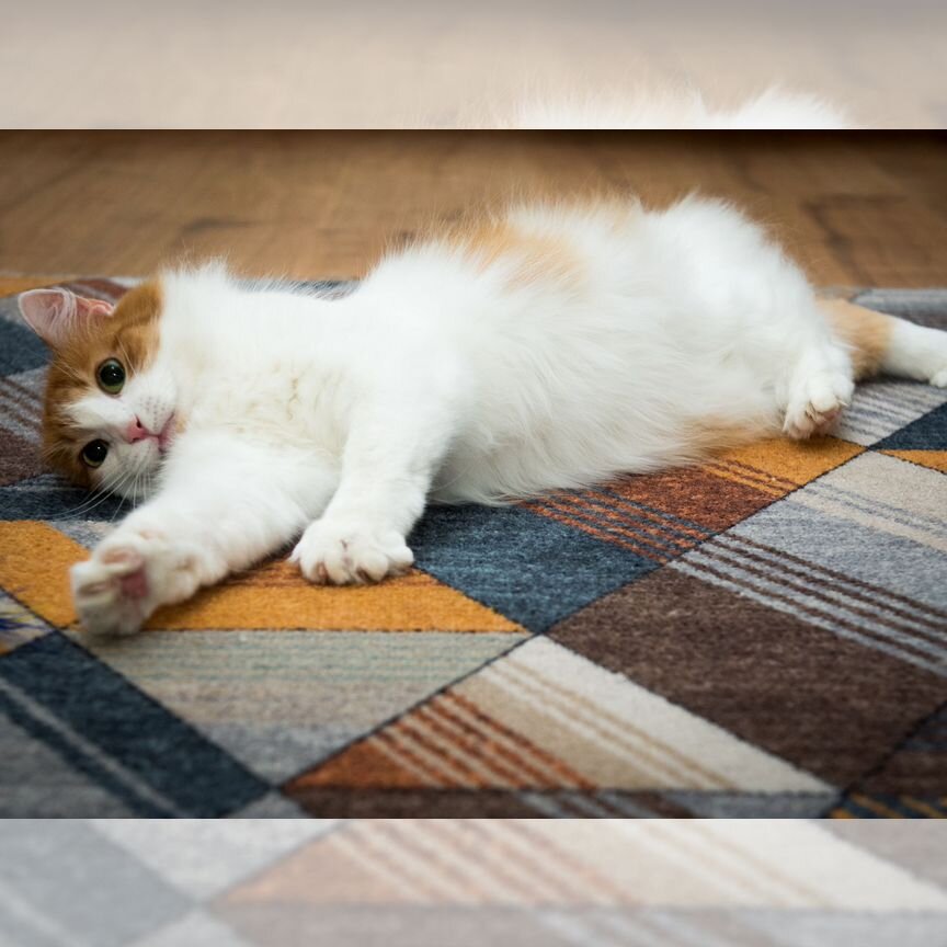 Взрослая кошка в добрые руки