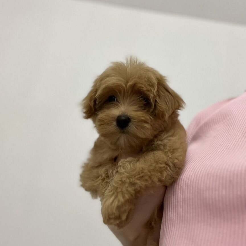 Куколка maltipoo