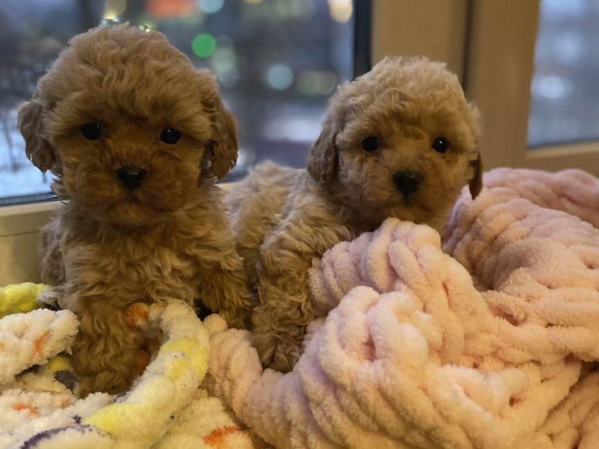 Мальтипу f1 малыши