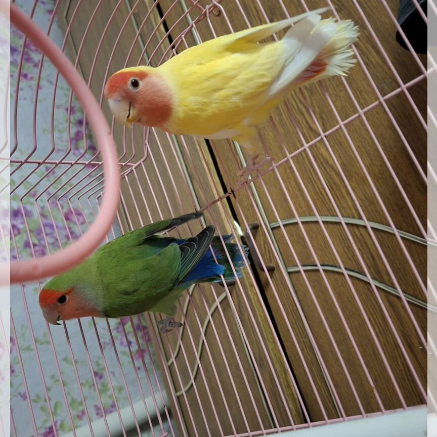 Продам попугаев