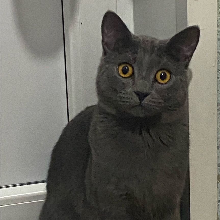 Взрослый кот в добрые руки