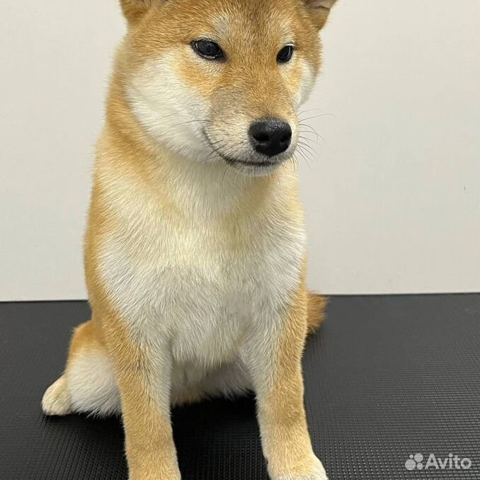 Кобель сиба 8 мес, Япония