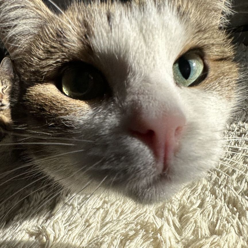 Кошка Лола
