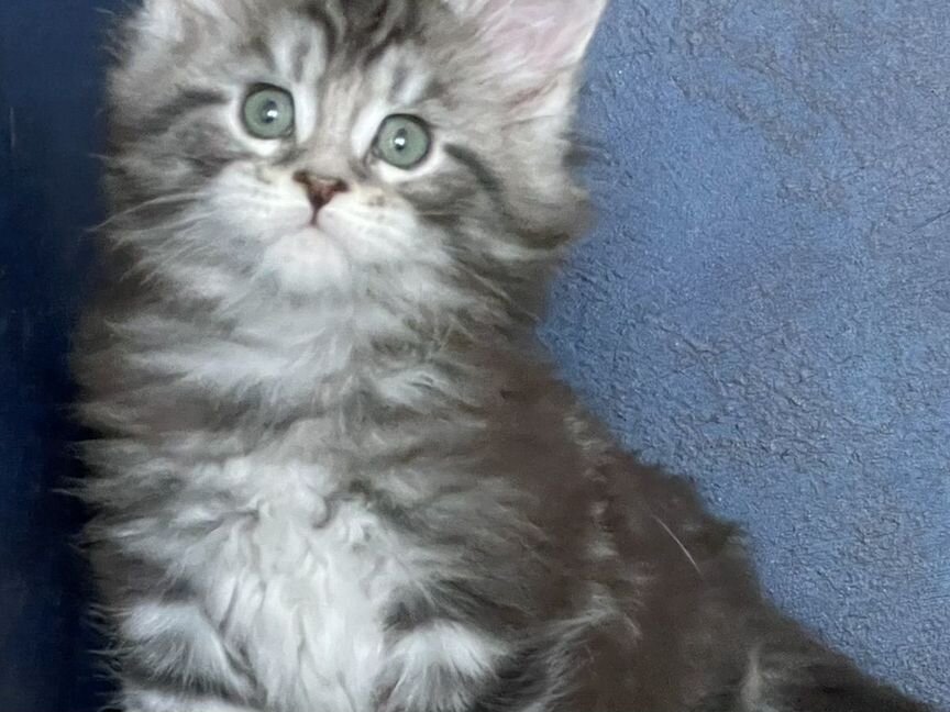 Красавец котенок мейн-кун