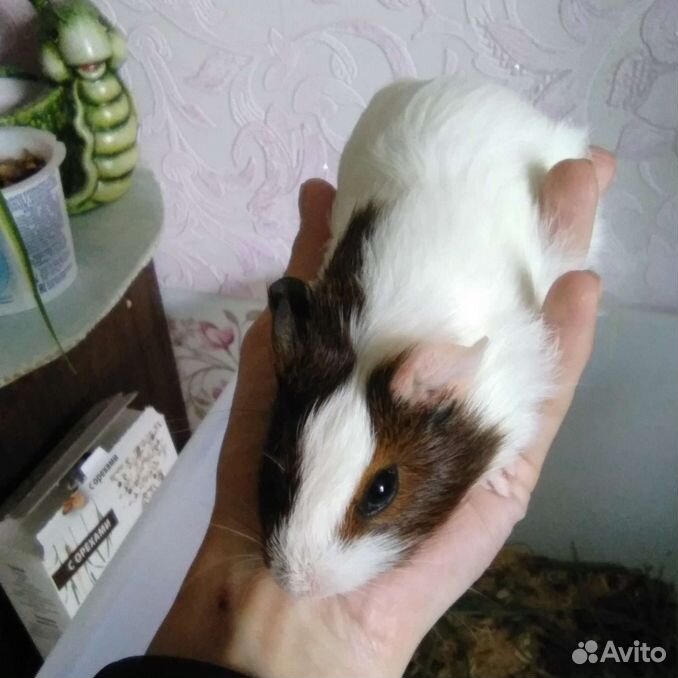 Морская свинка девочка