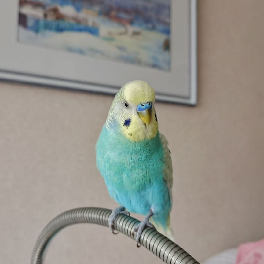 Волнистый попугай