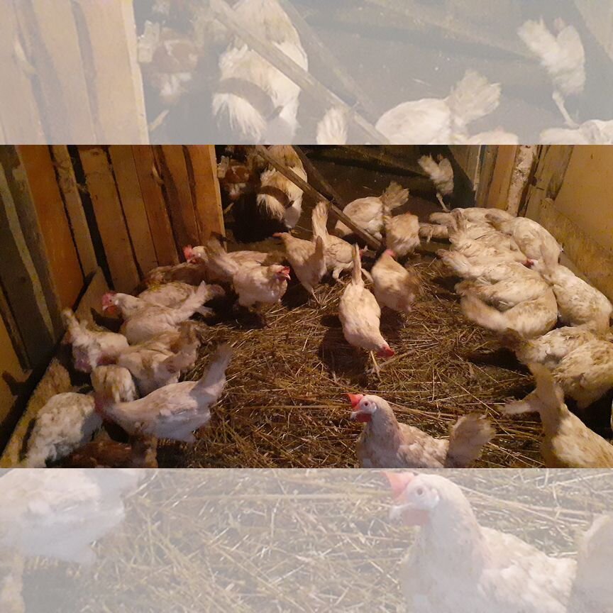 Куры несушки