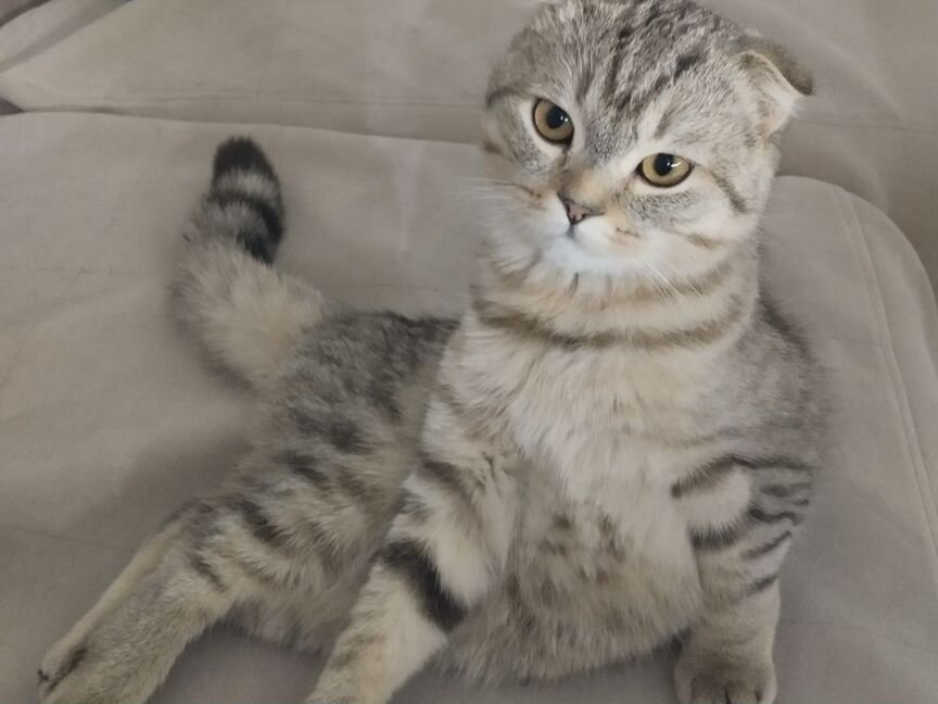 Шикарный шотландец