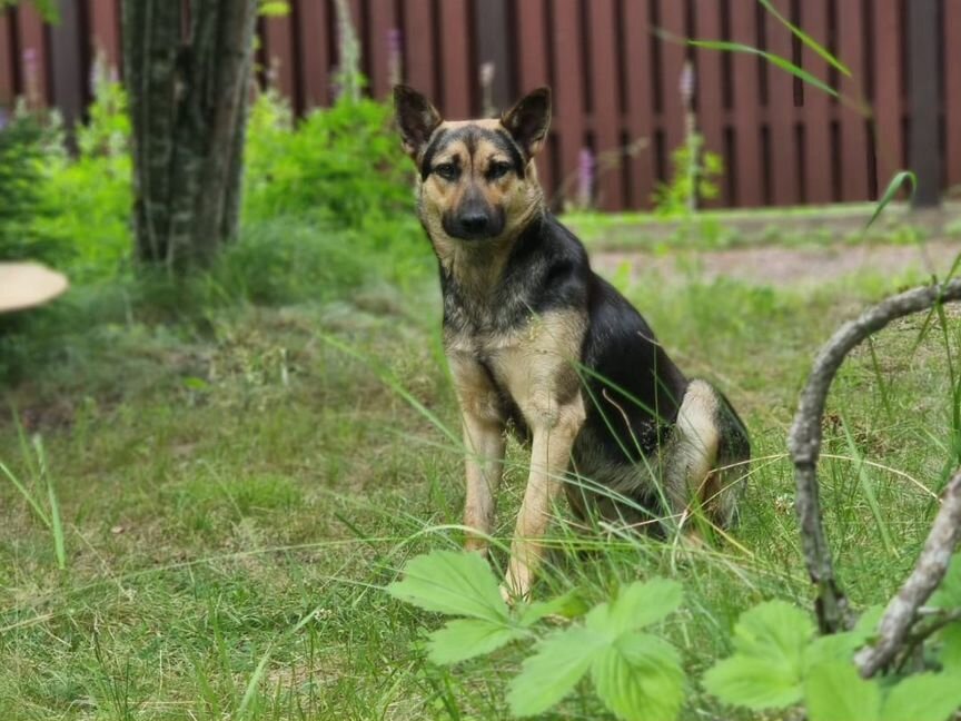Помощь бездомной собаке