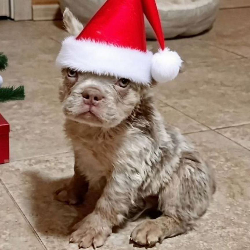 Французский бульдог, щенок