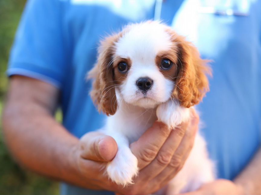 Кавалер кинг чарльз спаниель