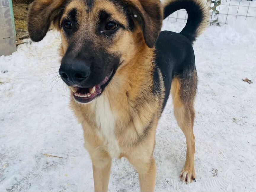 Ушастый щенок ищет дом и семью бесплатно