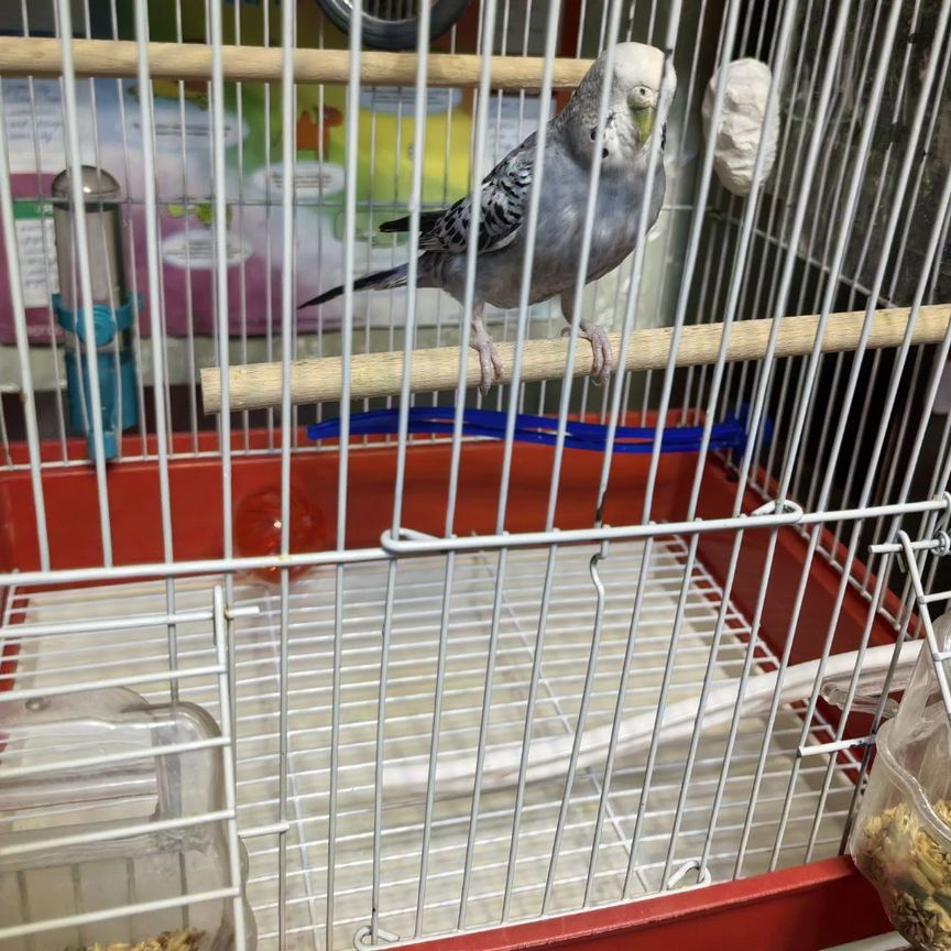 Волнистый попугай