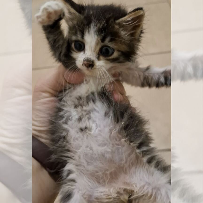 Котёнок в добрые руки