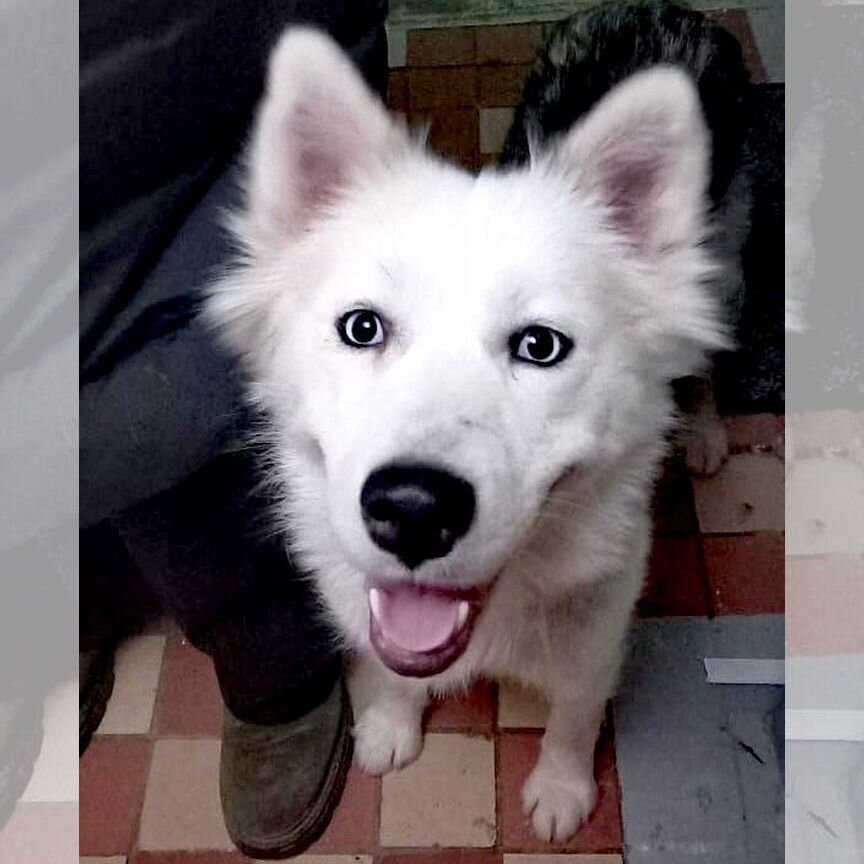 Сибирский хаски, взрослая собака