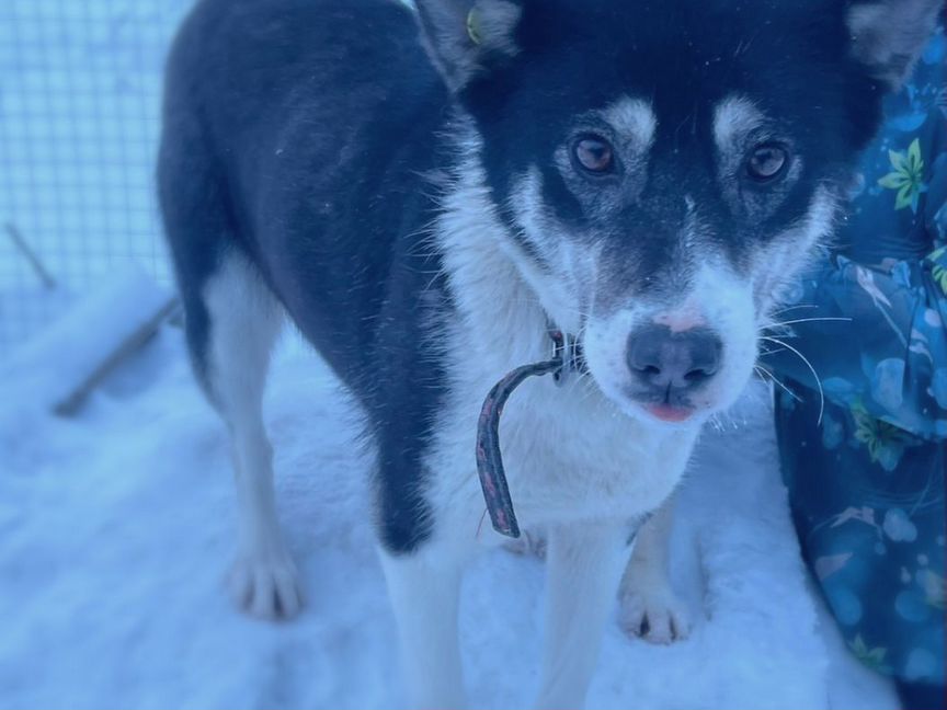 Русско европейская лайка