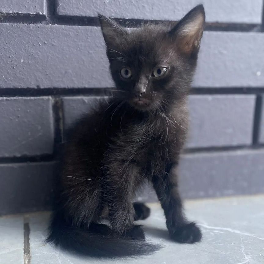 Котёнок в добрые руки