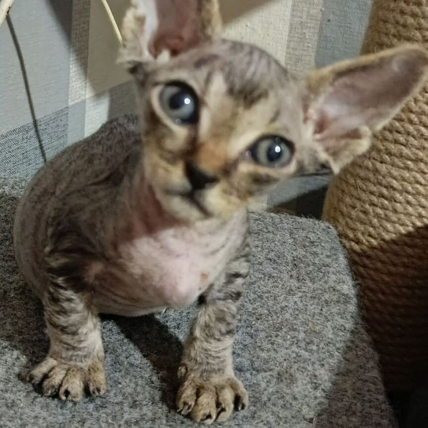 Девон-рекс котёнок