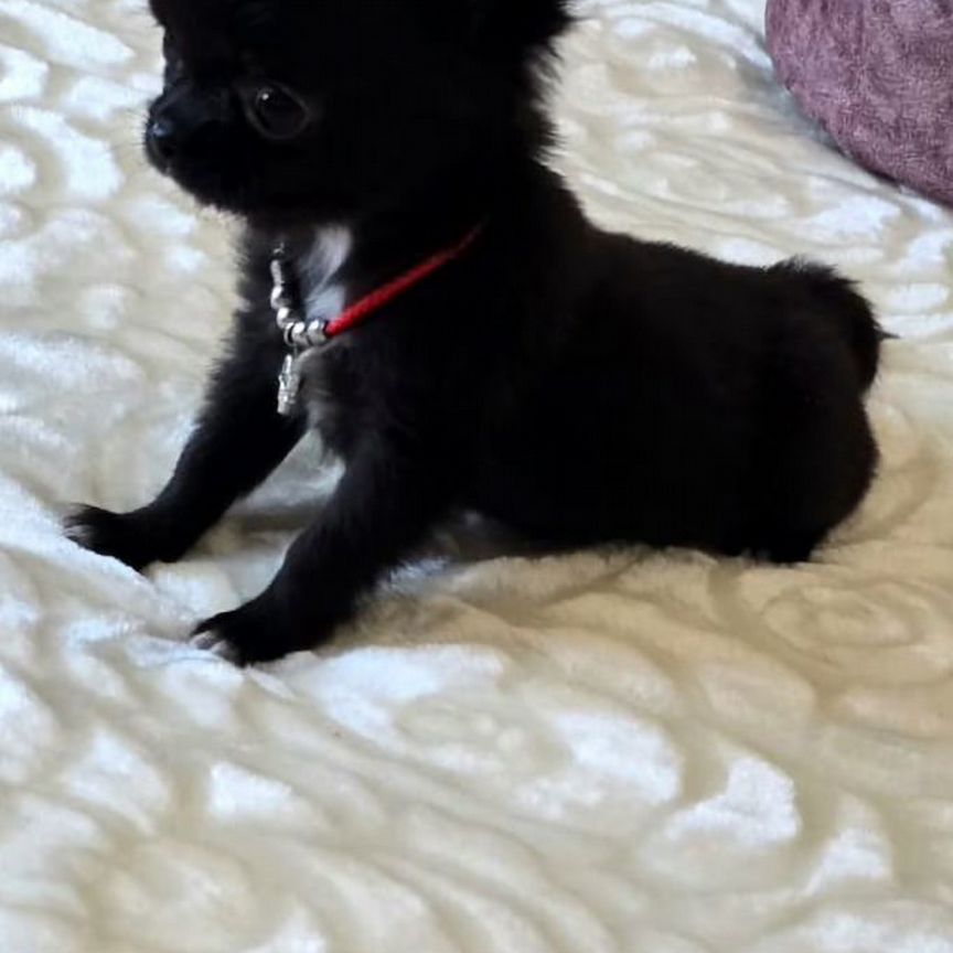 Щенки чихуахуа