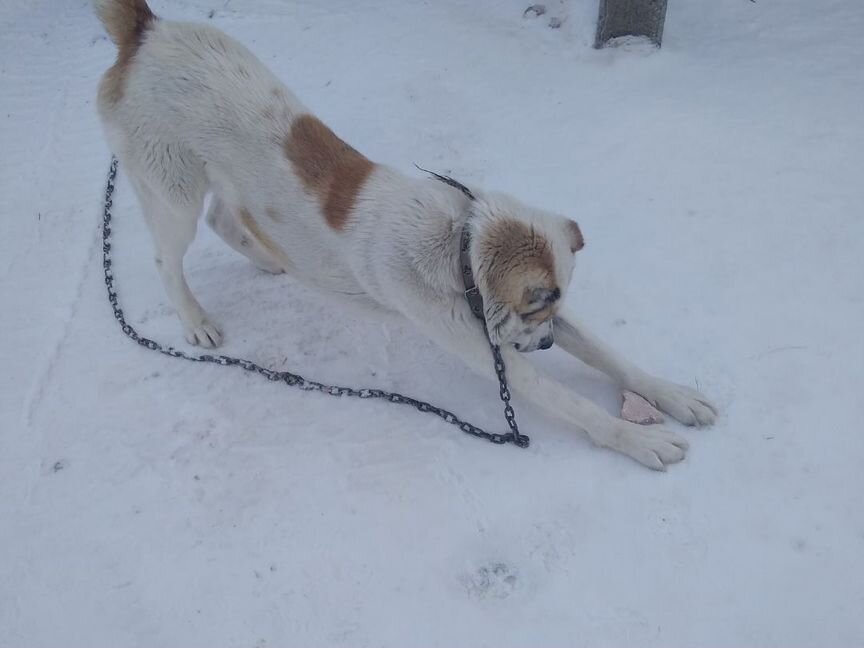 Среднеазиатская овчарка алабай