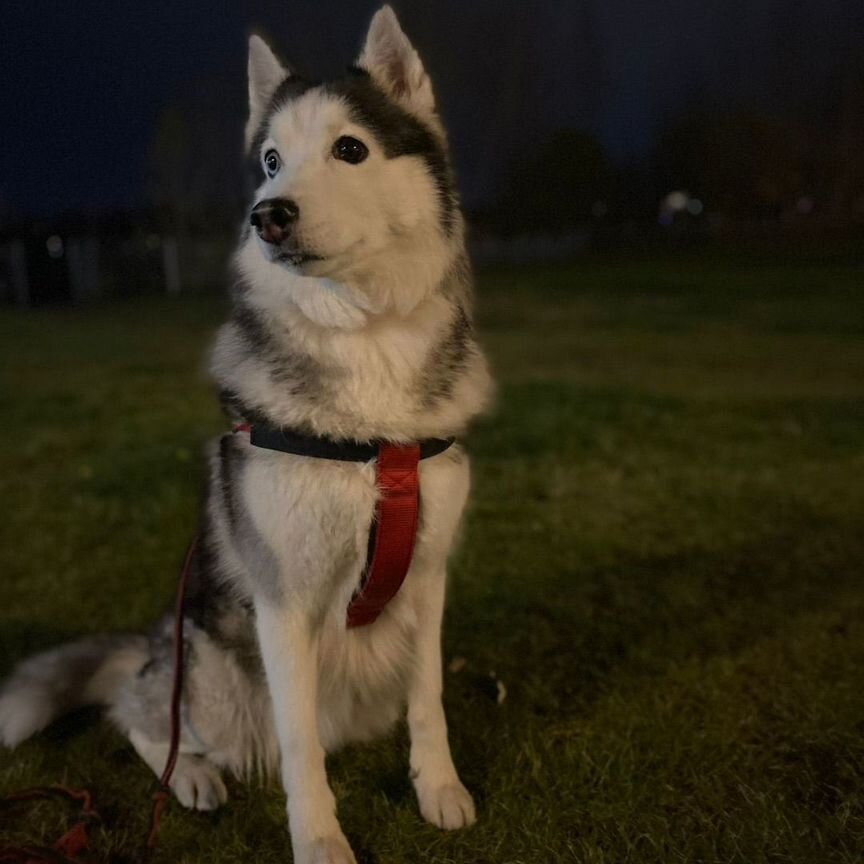 Сибирский хаски