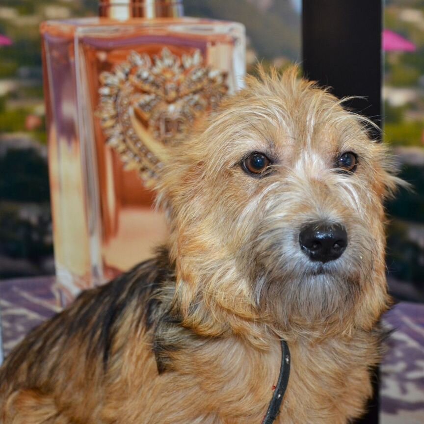 Маленькая собака в добрые руки