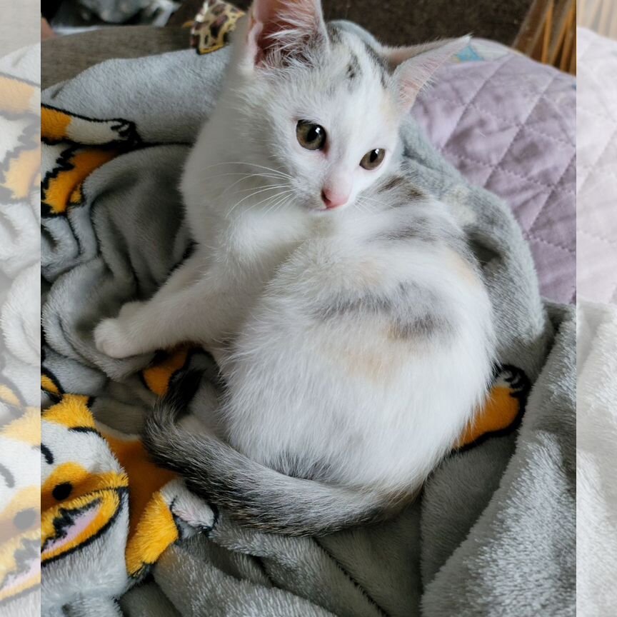 Котёнок (кошечка) трёхцветная