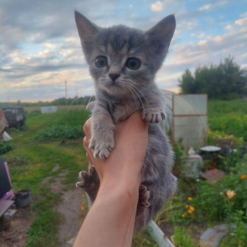 Кошечка в добрые руки