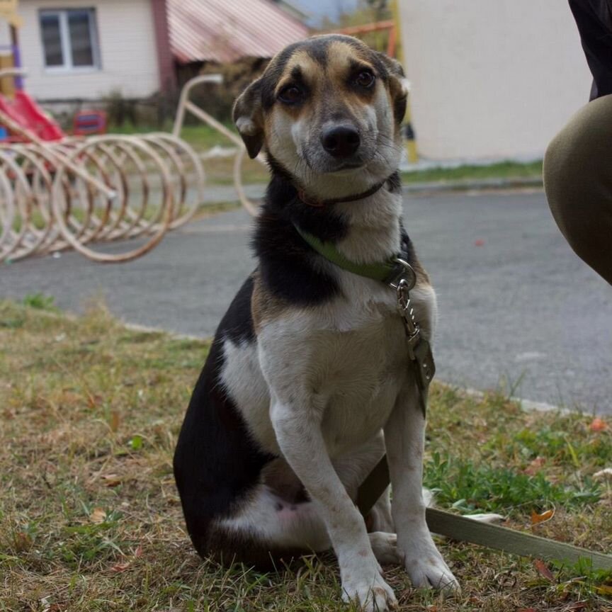 Кен ищет дом