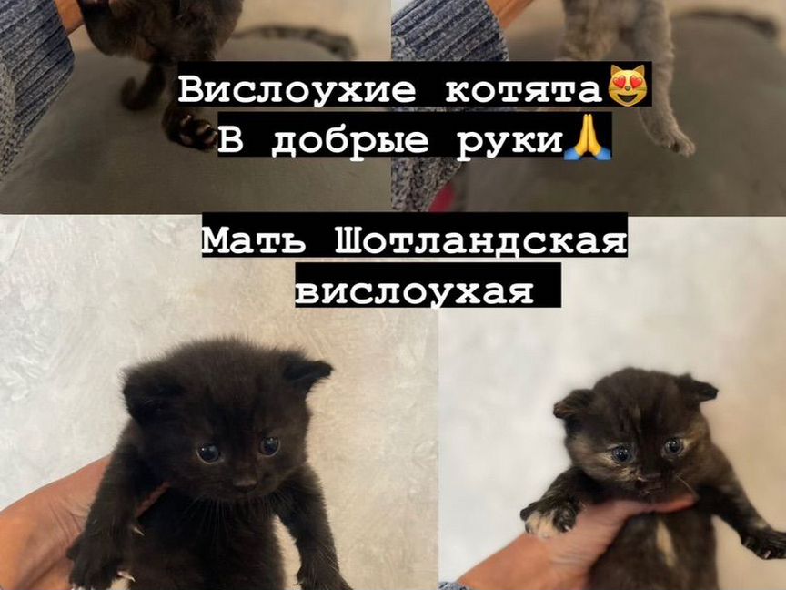 Котята в добрые руки