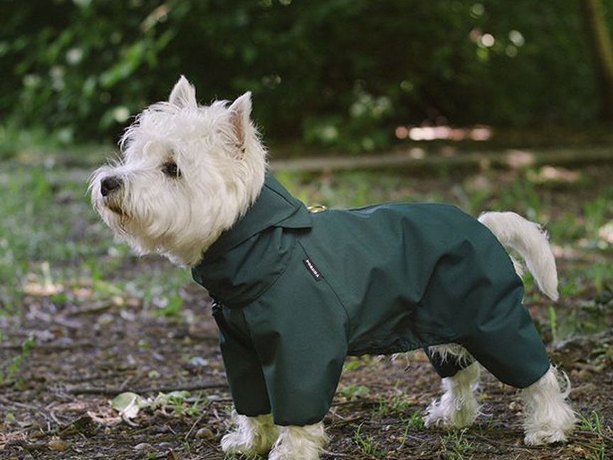 Одежда для собак