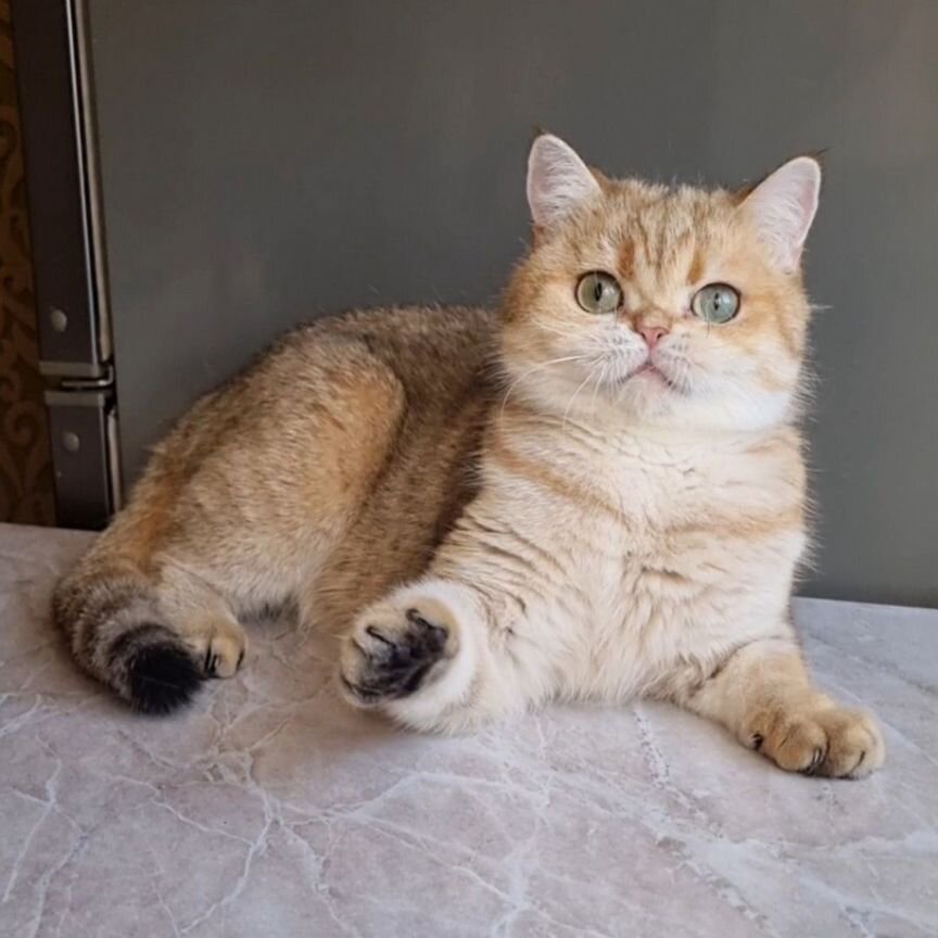 Девочка золотая шиншилла