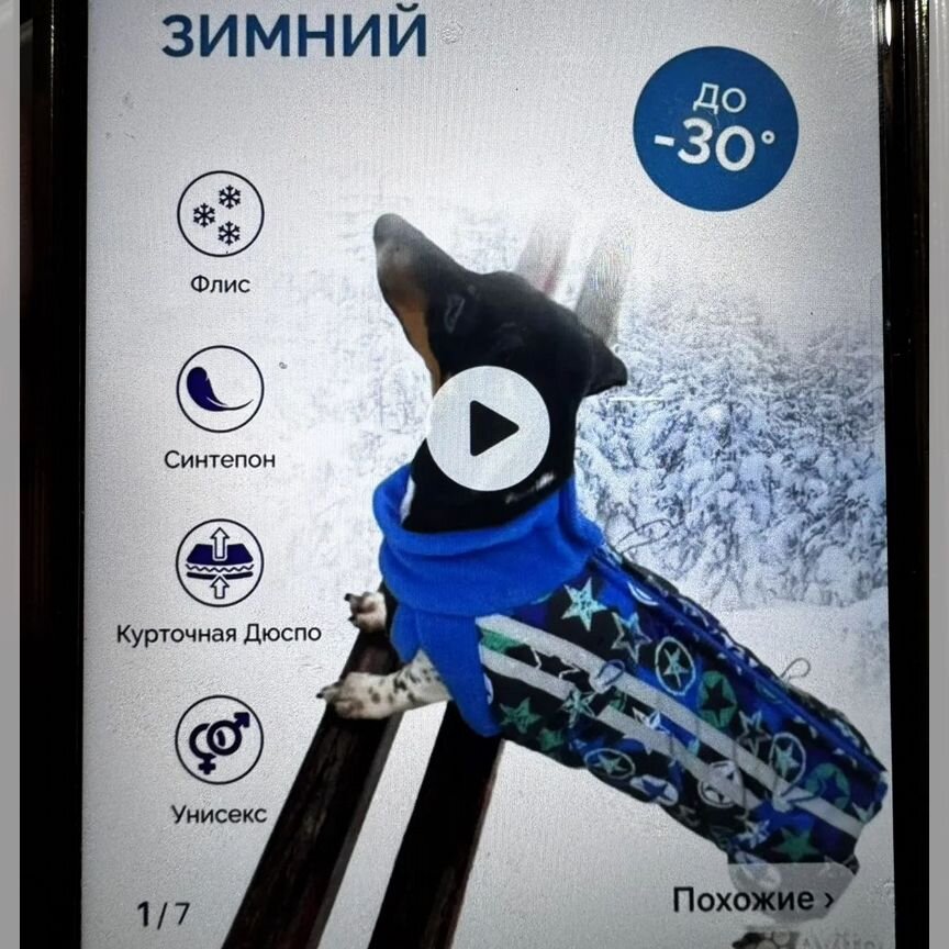 Комбинезон для таксы мальчика