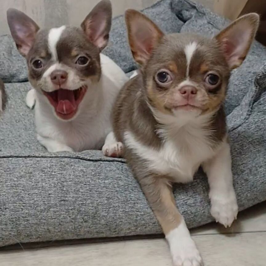 Чихуахуа, щенок