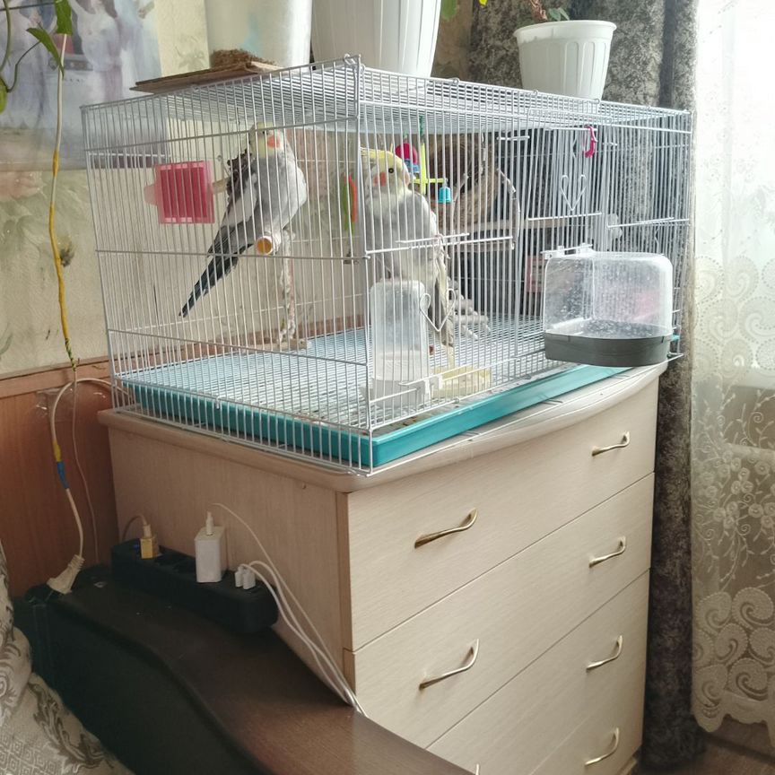 Крупный попугай