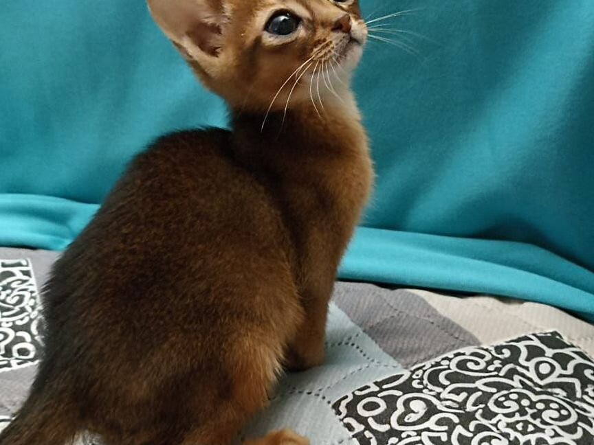 Абиссинский котëнок