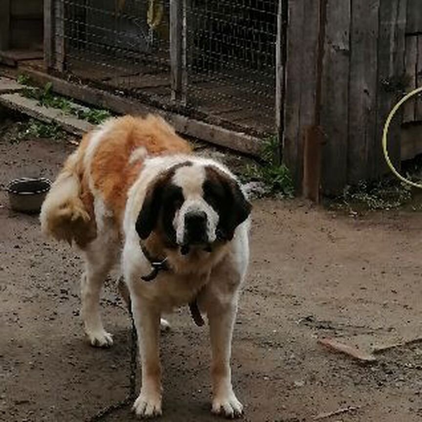 Московская сторожевая