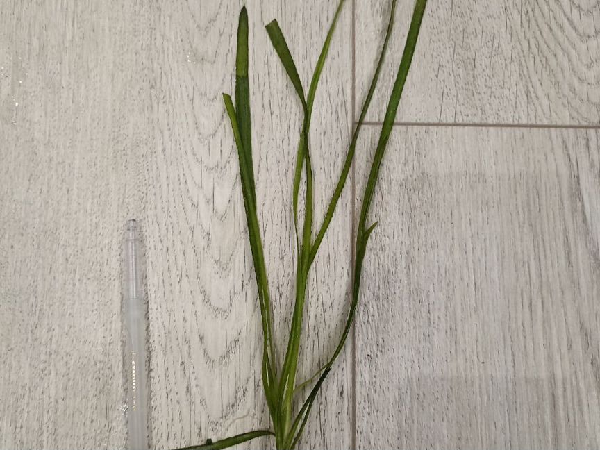 Аквариумное растение- Валиснерия