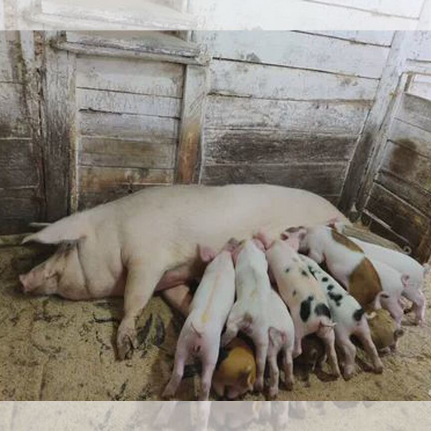 Домашние животные поросята