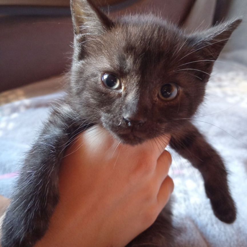 Котик бесплатно