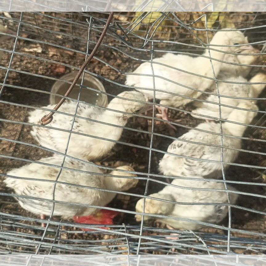 Продаю свое