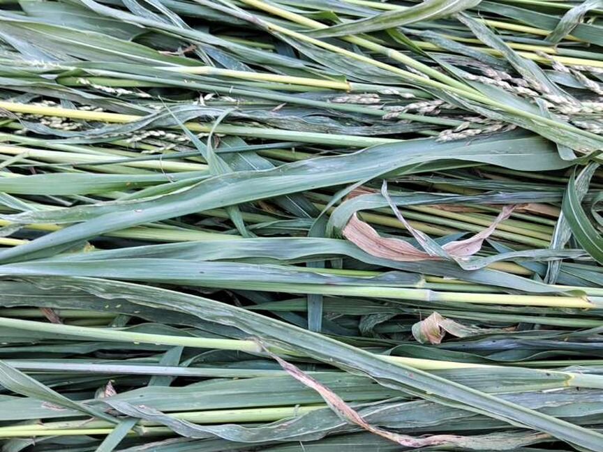 Сено суданской травы