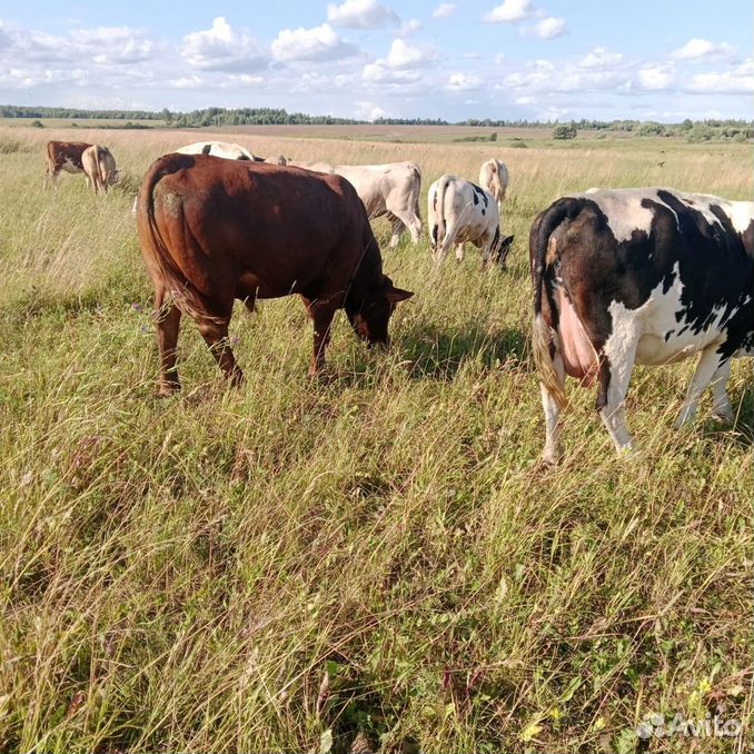 Бычки и телки