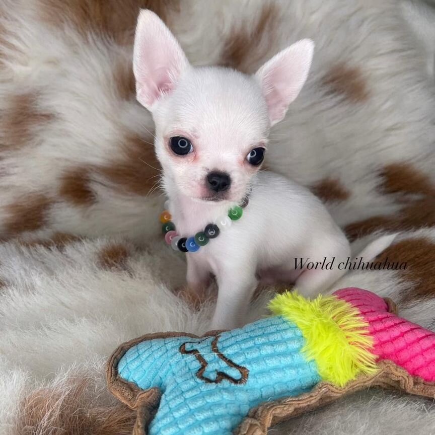 Супер Мини Luxury Мальчик